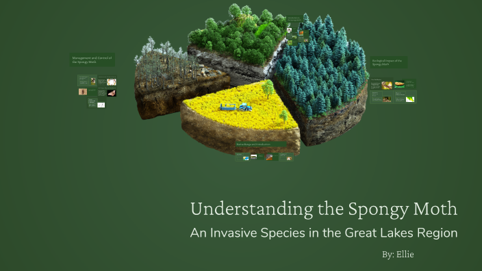 Understanding the Spongy Moth by Elizabeth Cortright on Prezi