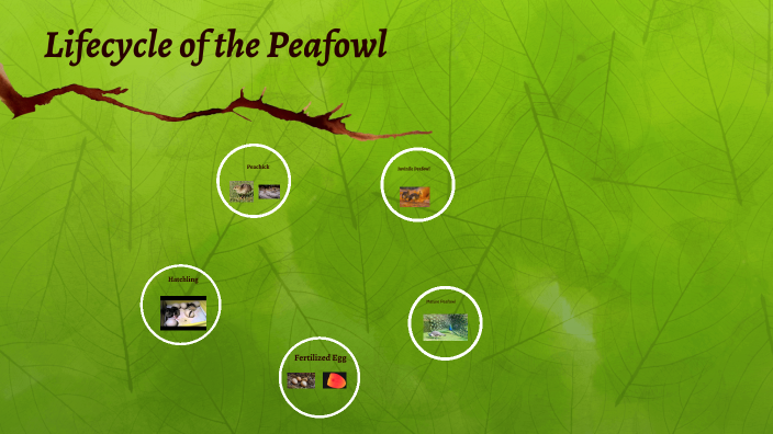 Life Cycle of the Peafowl by Bryan Mix on Prezi