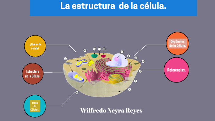 ESTRUCTURA DE LA CELULA by Wilfredo Neyra on Prezi