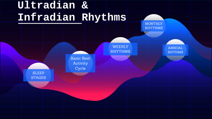 ultradian and infradian rhythms by hermine b on Prezi