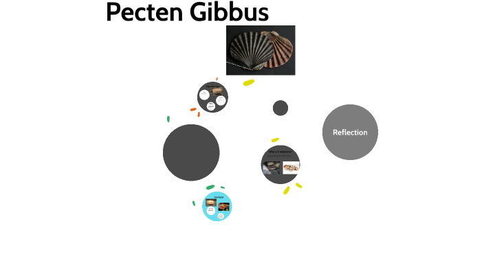 Pecten Gibbus by RDS by Ricky on Prezi