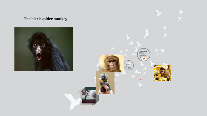 The black spider monkey by Jacob Armijo