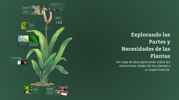 Explorando las Partes y Necesidades de las Plantas 1 by Alicia ...