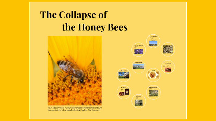 Honey Bees and Colony Collapse Disorder by Grace Y on Prezi
