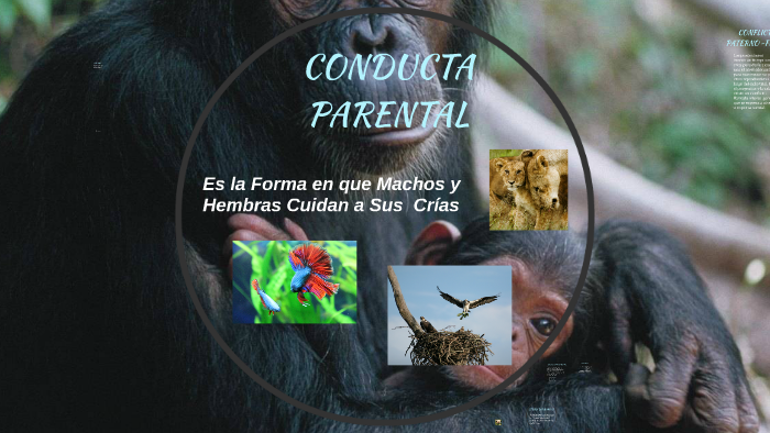 CONDUCTA PARENTAL by darlin contreras on Prezi