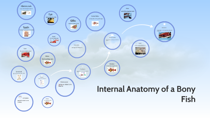 Internal Anatomy of a Bony Fish by Gabriel Falcon on Prezi