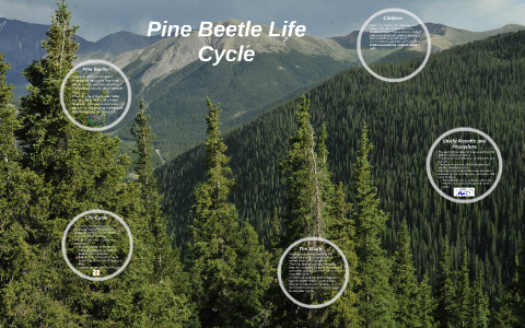 Pine Beetle Life Cycle by Rachel Creed on Prezi