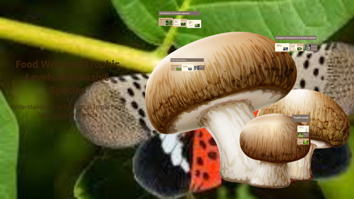 Food Web and Trophic Levels of Invasive Species by Mica Niles on Prezi