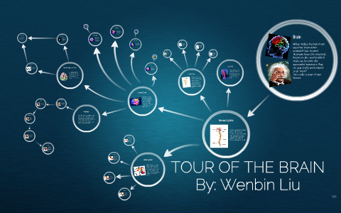 TOUR OF THE BRAIN by Wenbin Liu on Prezi