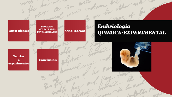 Embriologia molecular y experimental by Galy Zabaleta on Prezi