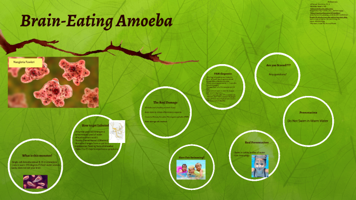 Brain-Eating Amoeba by leroy de los santos on Prezi