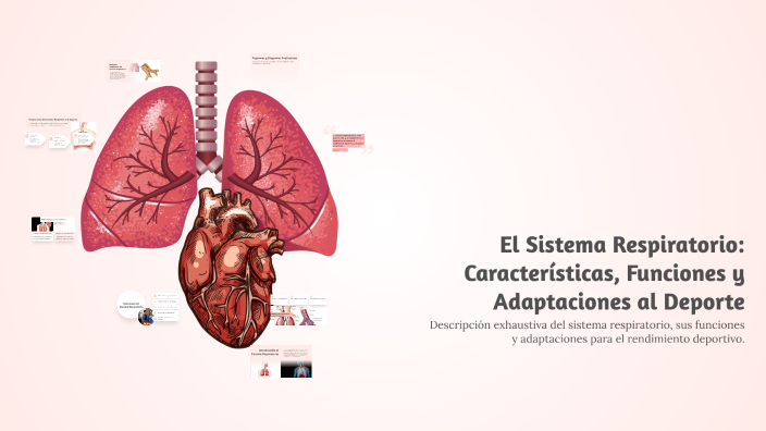 El Sistema Respiratorio: Características, Funciones y Adaptaciones al ...