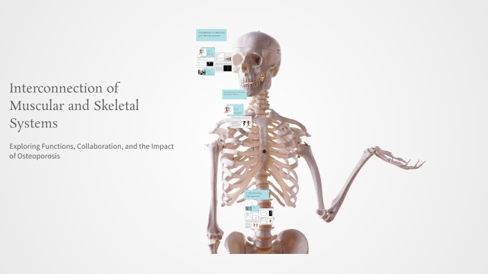Interconnection of Muscular and Skeletal Systems by janelle lopez on Prezi