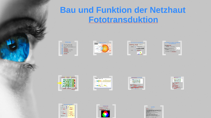 Bau und Funktion der Netzhaut by emma peel on Prezi