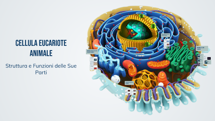 Cellula Eucariote Animale by Alessia Ionela on Prezi