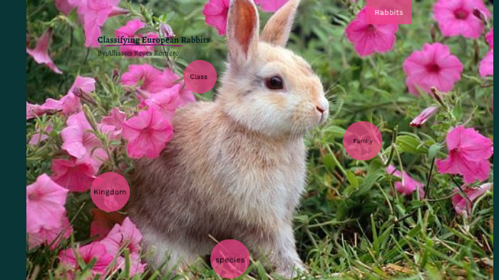 Scientific classification of Rabbits by Allisson Reyes Romero on Prezi