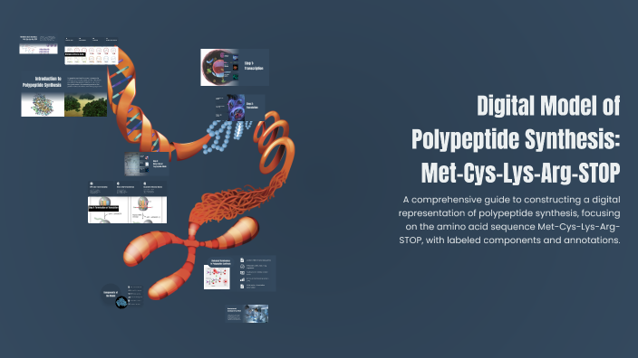 Digital Model of Polypeptide Synthesis: Met-Cys-Lys-Arg-STOP by Lassey ...