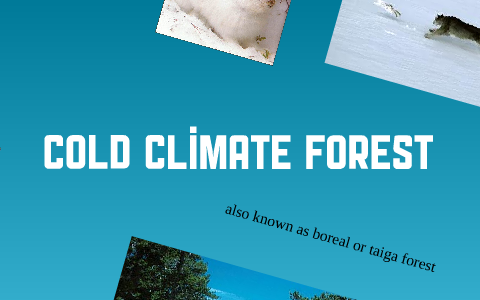 Biome: Cold Climate Forest by Madison Burnett on Prezi