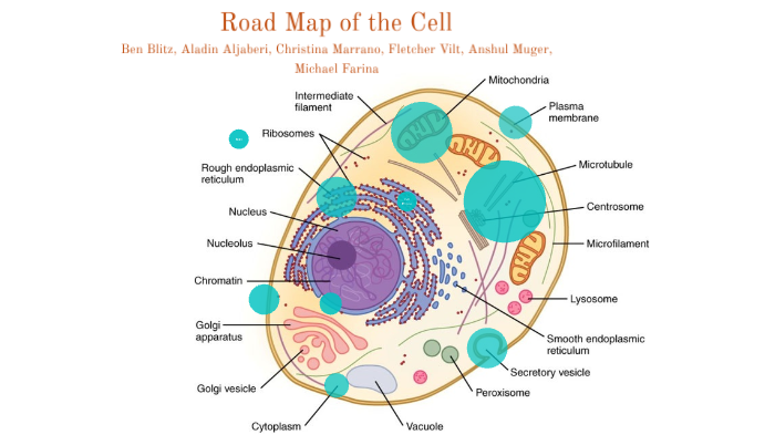 Roadmap of the Cell by Benjamin Blitz on Prezi