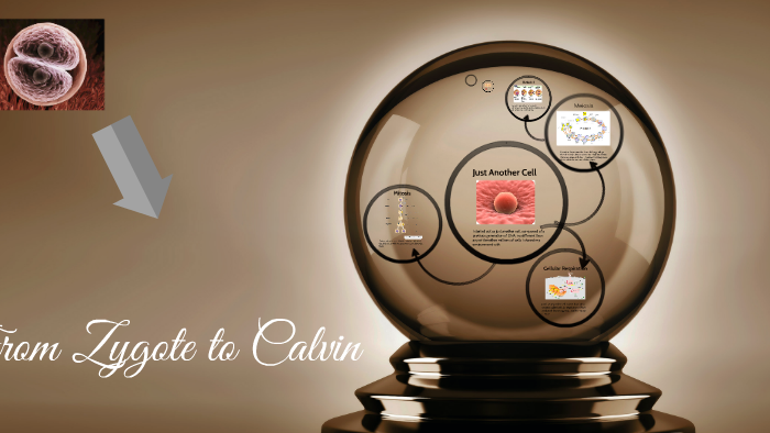 From Zygote to Me by Calvin Ngo