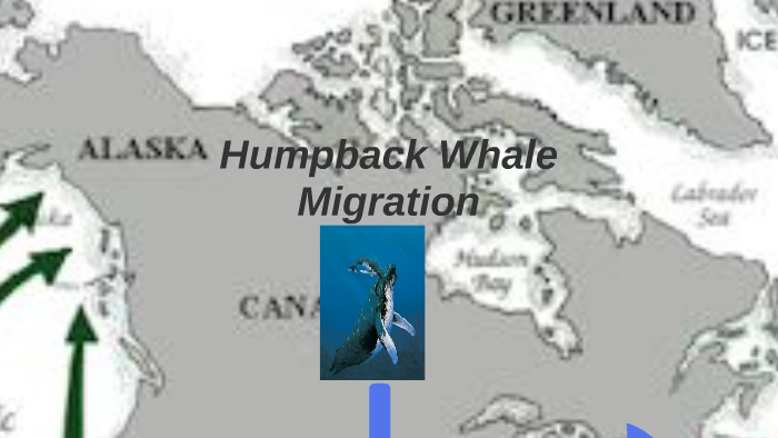 Humpback Whale Migration by Tucker Hoffman on Prezi