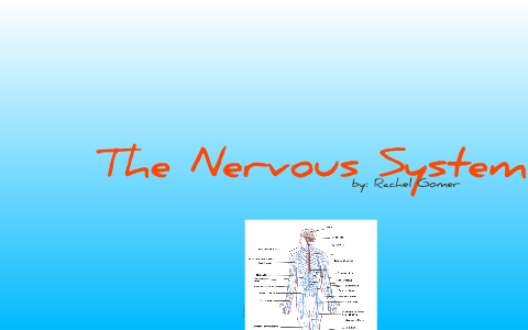The Nervous System by Rachel Gomer on Prezi
