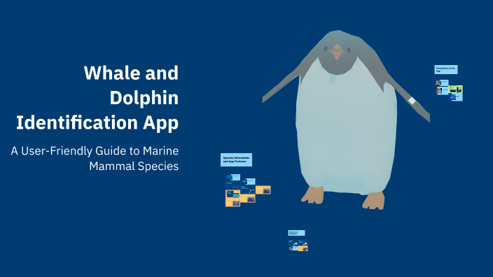 Whale and Dolphin Identification App by Niamh Doyle on Prezi