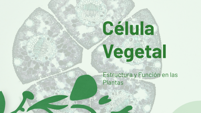 Célula Vegetal by Luisa Folle on Prezi