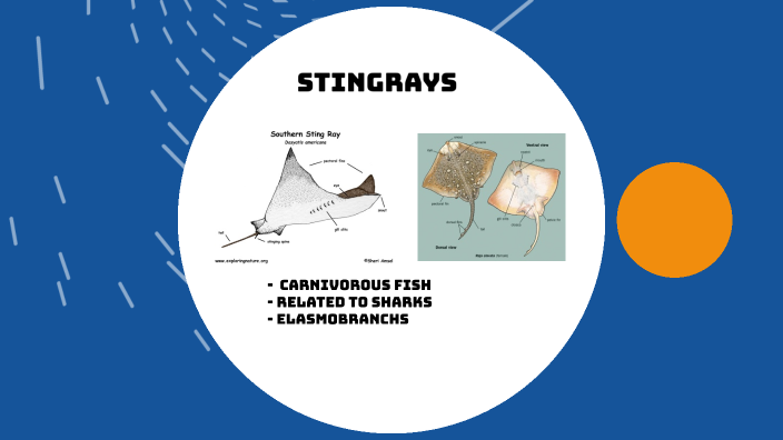 STINGRAYS by Cassandra Rabideau on Prezi