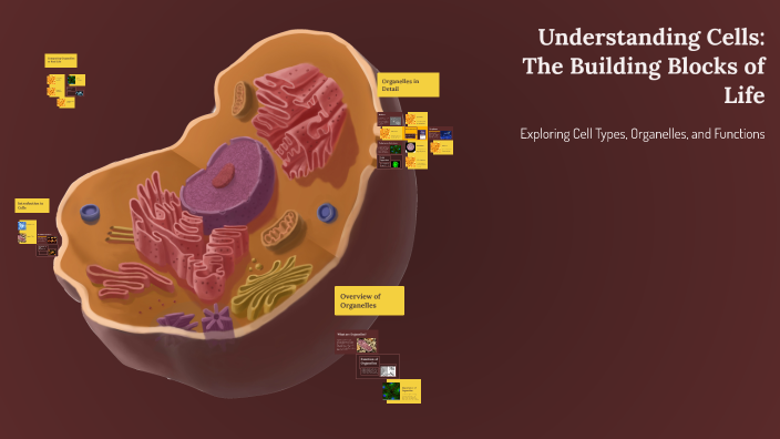 Understanding Cells: The Building Blocks of Life by alexa mcintosh on Prezi