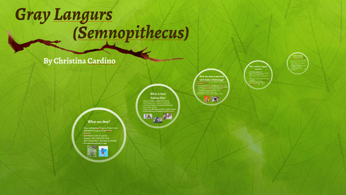 Gray Langurs by Christina Cardino on Prezi
