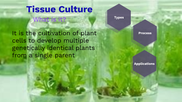 ELT-Tissue Culture by Armaan Wangde on Prezi