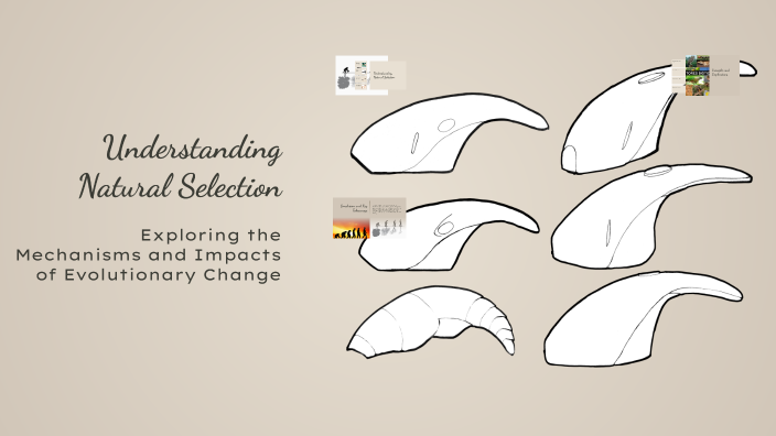 Understanding Natural Selection by Francesca Drnek on Prezi