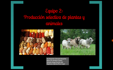 Reproduccion selectiva de plantas y animales by Stephanye Perez on Prezi
