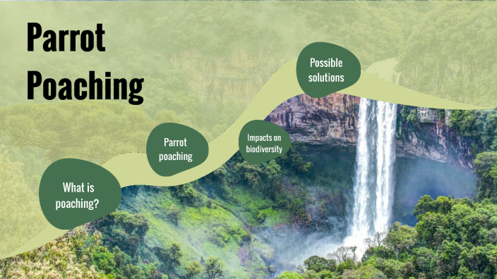 Parrot Poaching by Julie Bennett on Prezi