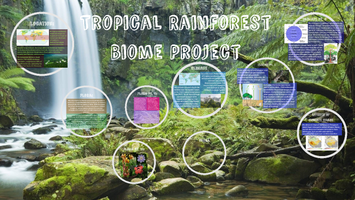 Tropical Rainforest Biome Project by Coda Marcus on Prezi