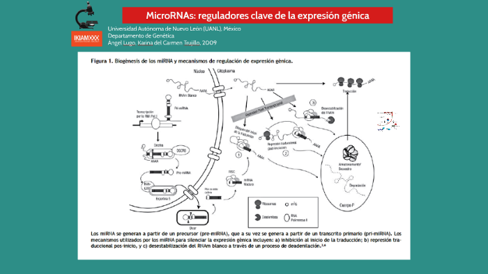 MicroRNAs: reguladores clave de la expresión génica by Bay Castillo on ...