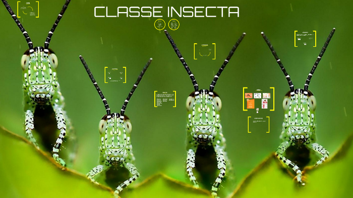 Classe Insecta by João Marcos on Prezi