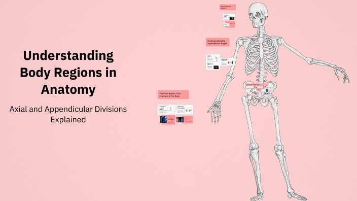 Understanding Body Regions in Anatomy by John Rich on Prezi