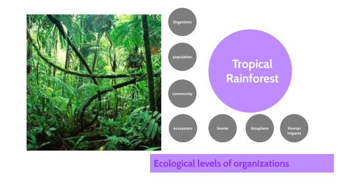 Ecological levels of organizations by clara Ruport on Prezi