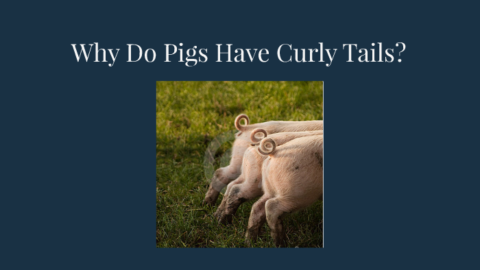 Why Do Pigs Have Curly Tails by jenna henderson on Prezi