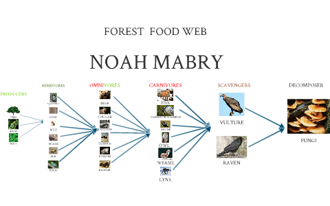 FOREST BIOME FOOD WEB by Noah Mabry on Prezi
