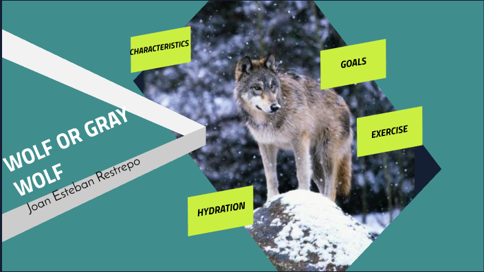 wolf presentation by on Prezi