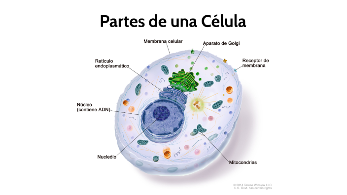 Partes de una Célula by Jorge Ossa on Prezi