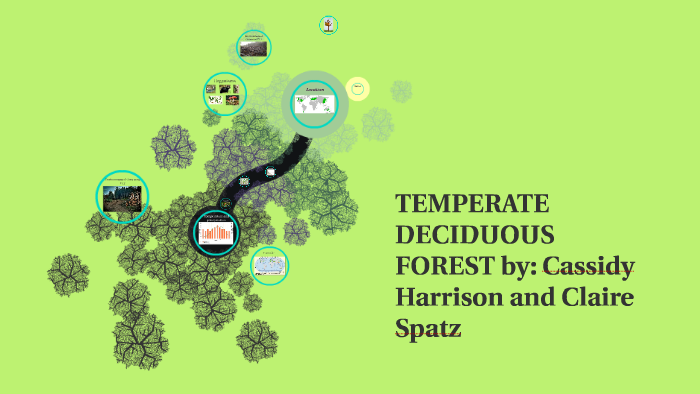 TEMPERATE DECIDUOUS FOREST by: Cassidy Harrison and Claire S by Claire ...