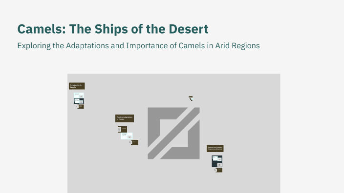 Camels: The Ships of the Desert by Cemil Sabancı on Prezi