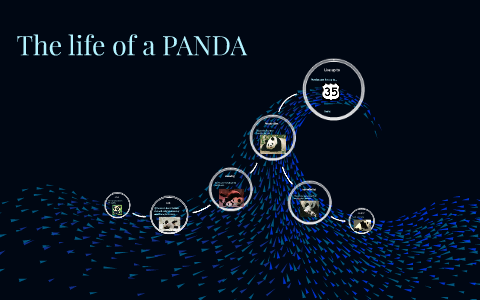THE life cycle of a panda by jasmine rosario on Prezi