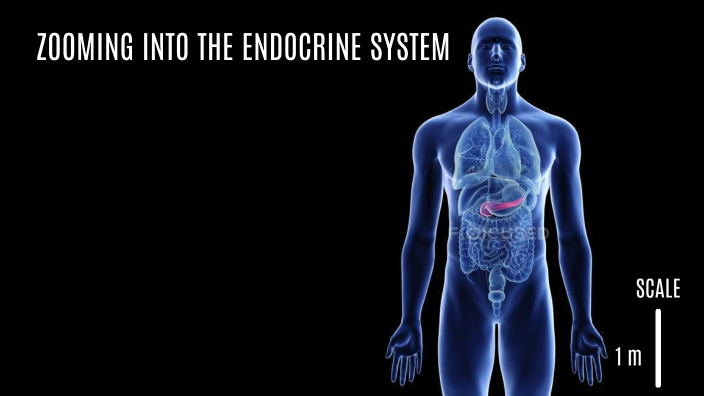 Zooming into the Endocrine System by Leah Lucania on Prezi