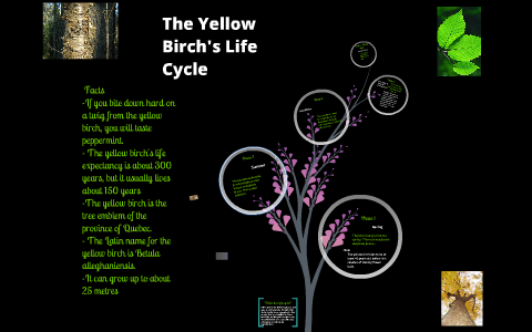 the Yellow Birch's life cycle by louise lapierre on Prezi