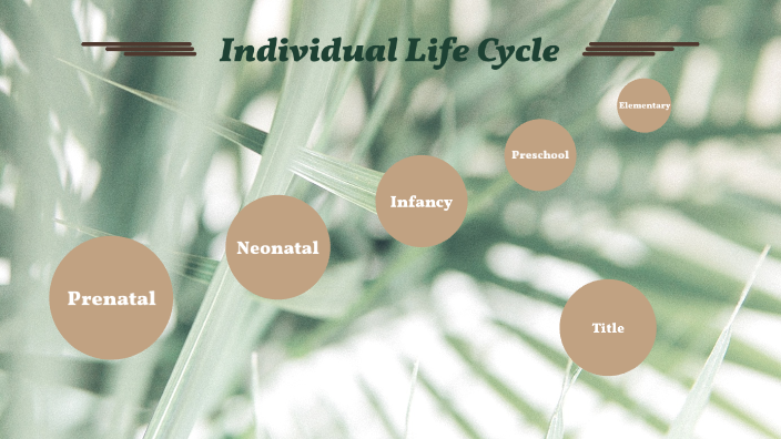 Individual Life Cycle by Kadee Tiner on Prezi